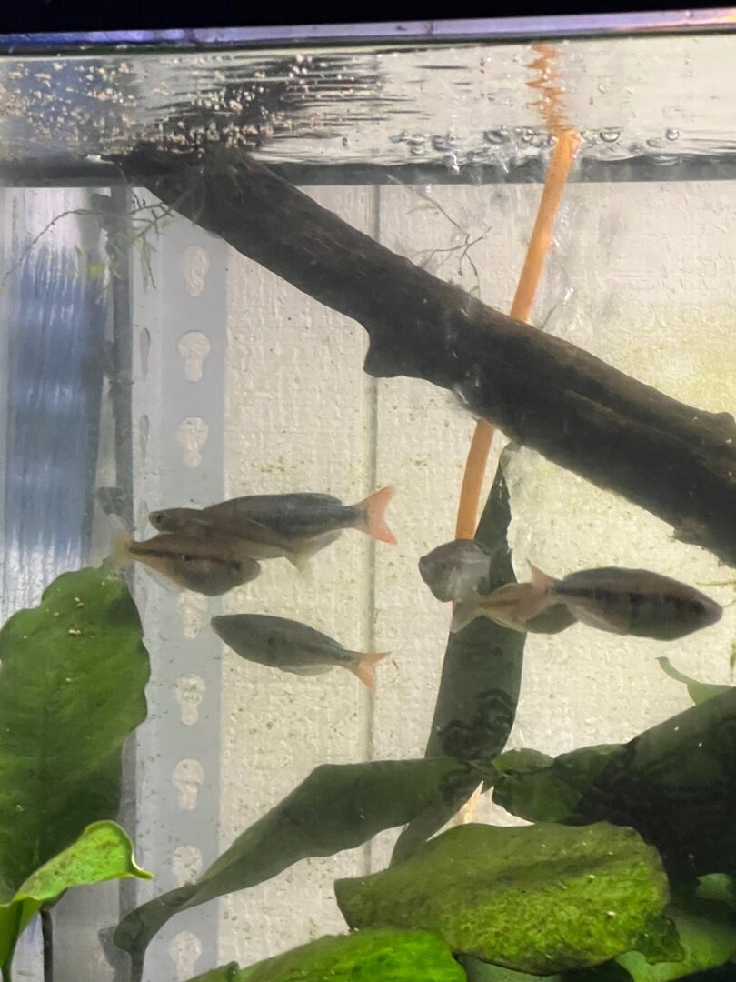 Mairasi Rainbow breeding - Fish Breeding - Aquarium Co-Op Forum
