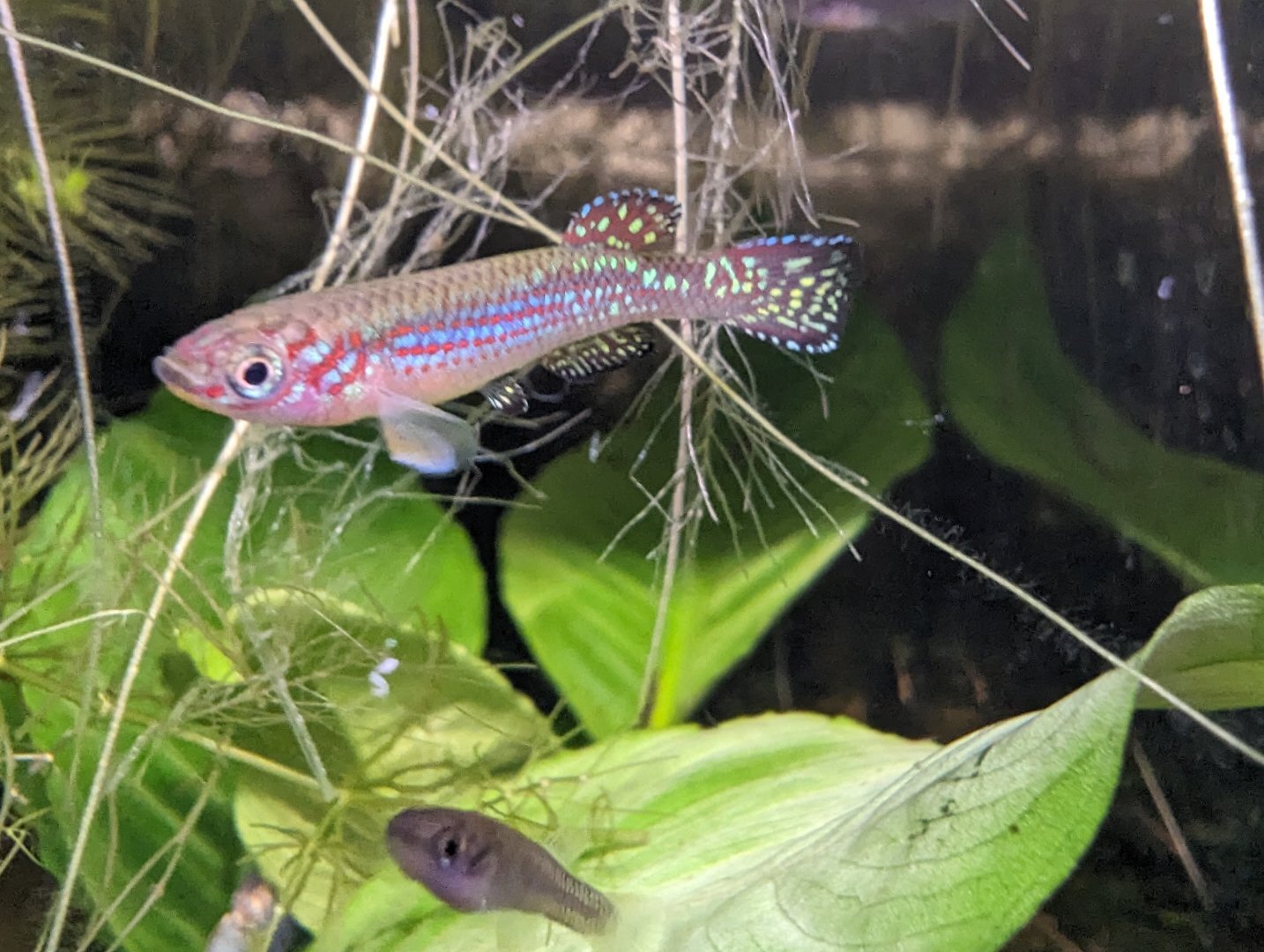 My garage "fish lab" - Page 2 - Photos, Videos & Journals - Aquarium Co ...