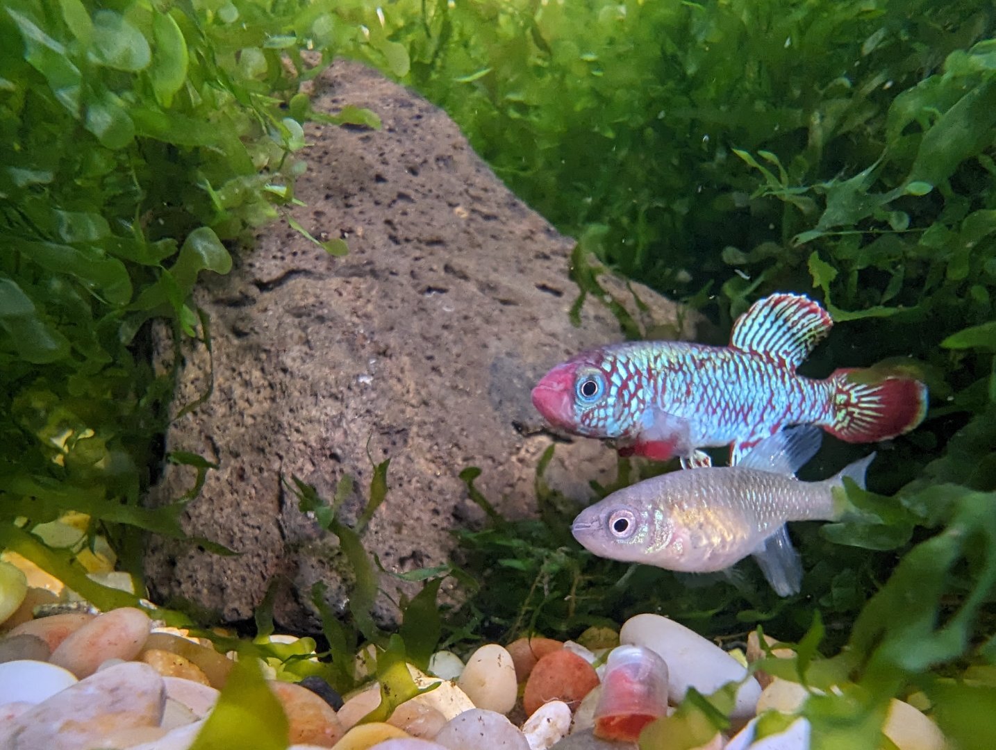 My garage "fish lab" - Page 2 - Photos, Videos & Journals - Aquarium Co ...