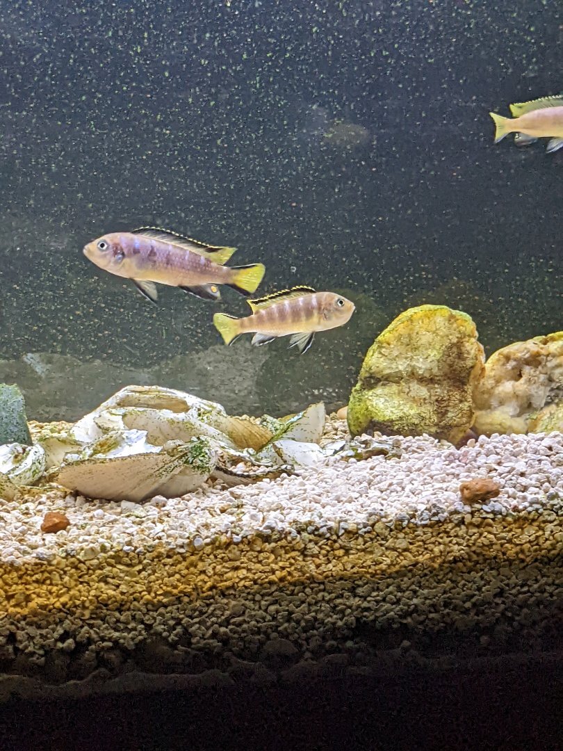 Female mbuna holding! - Fish Breeding - Aquarium Co-Op Forum
