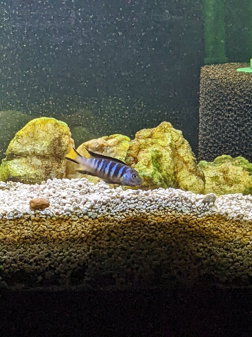 Female mbuna holding! - Fish Breeding - Aquarium Co-Op Forum