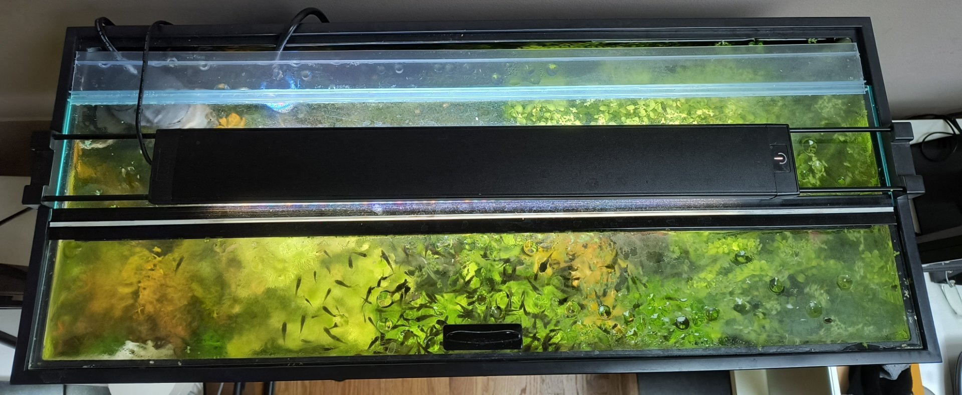 What light would you recommend for a 20 gallon long? - General Chat ...