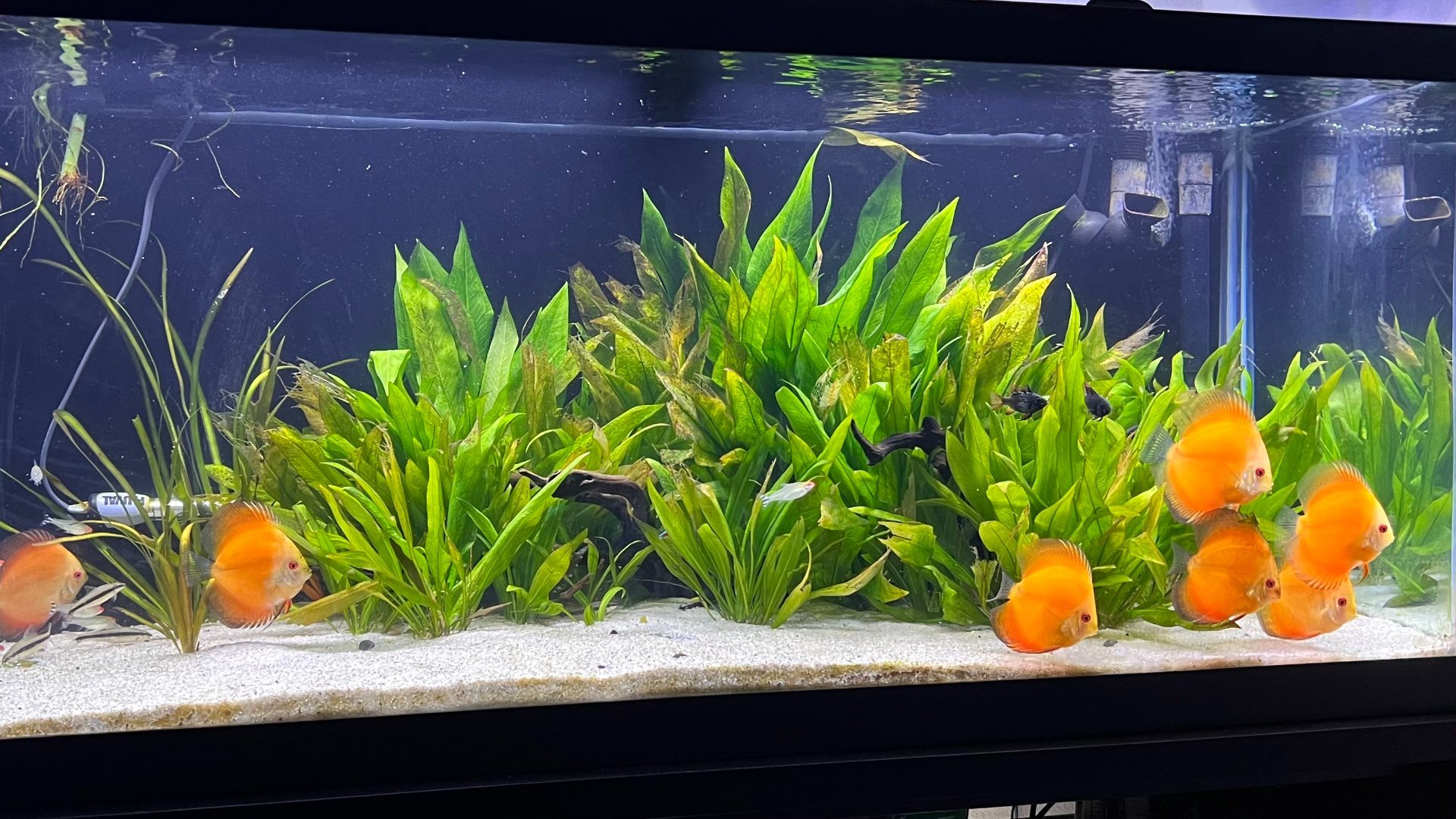 plants for discus tank - General Chat - Aquarium Co-Op Forum