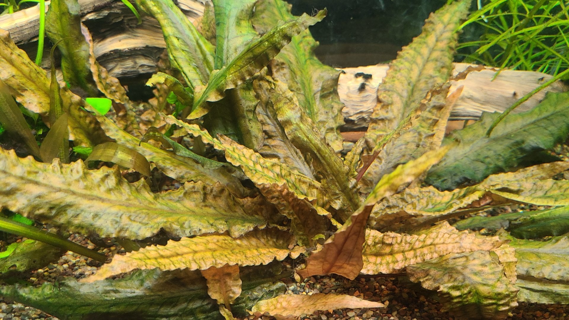 Can't seem to grow val - Plants, Algae, and Fertilizers - Aquarium Co ...