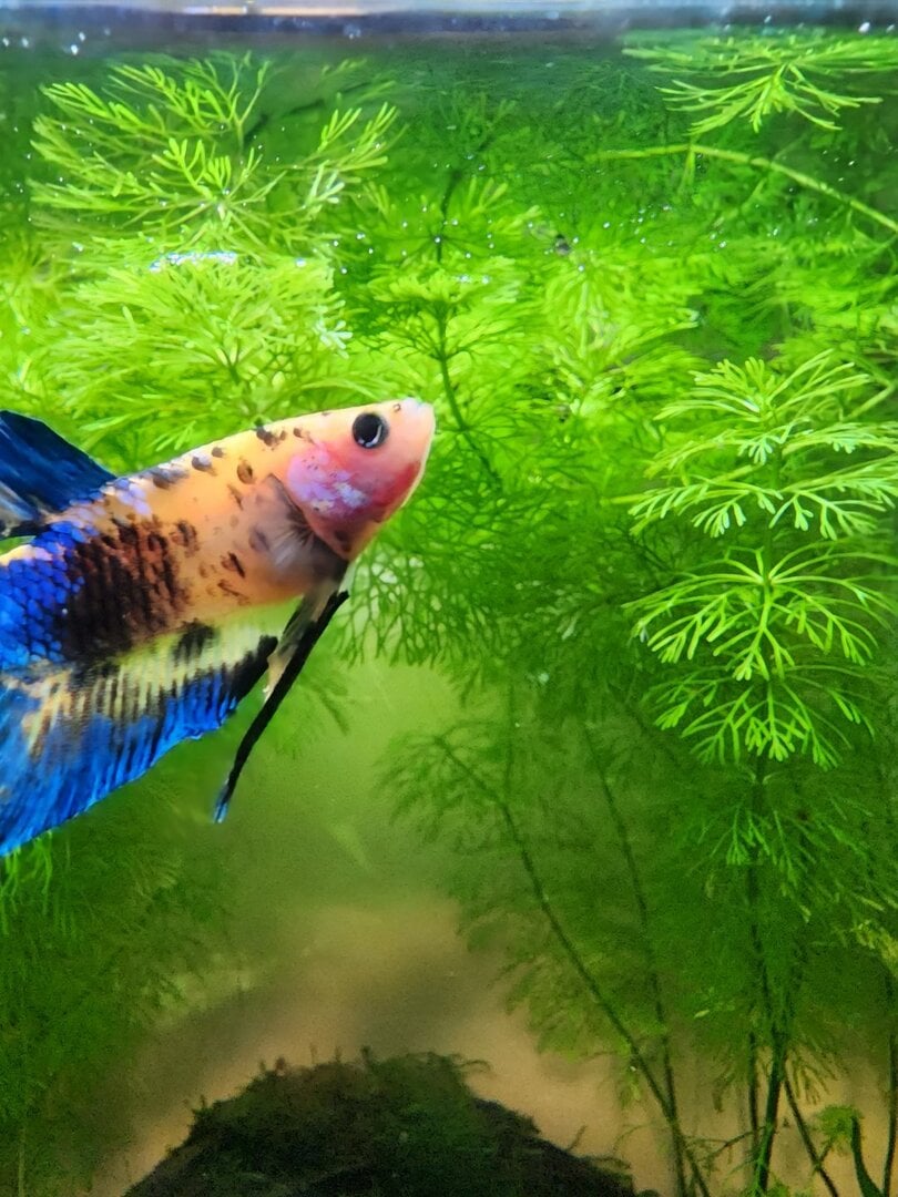 I think my fish is/was bleeding - Diseases - Aquarium Co-Op Forum