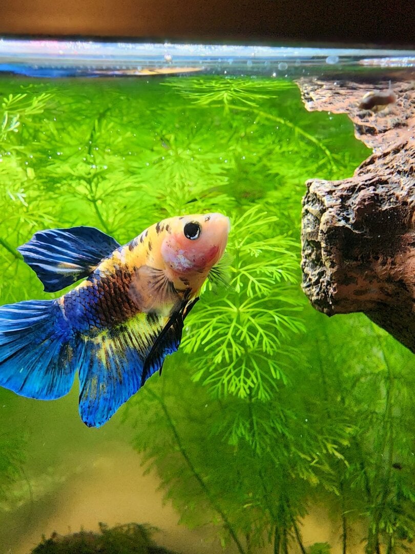 I think my fish is/was bleeding - Diseases - Aquarium Co-Op Forum