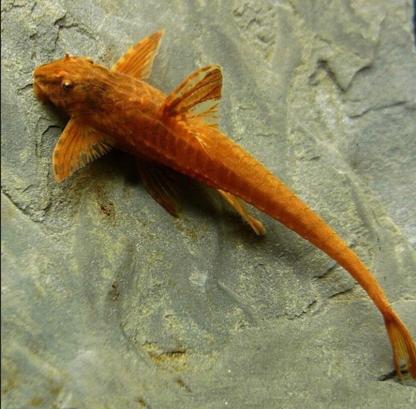 Return of the Hobbyist: A Fishkeeper's Journey - Page 11 - Photos ...