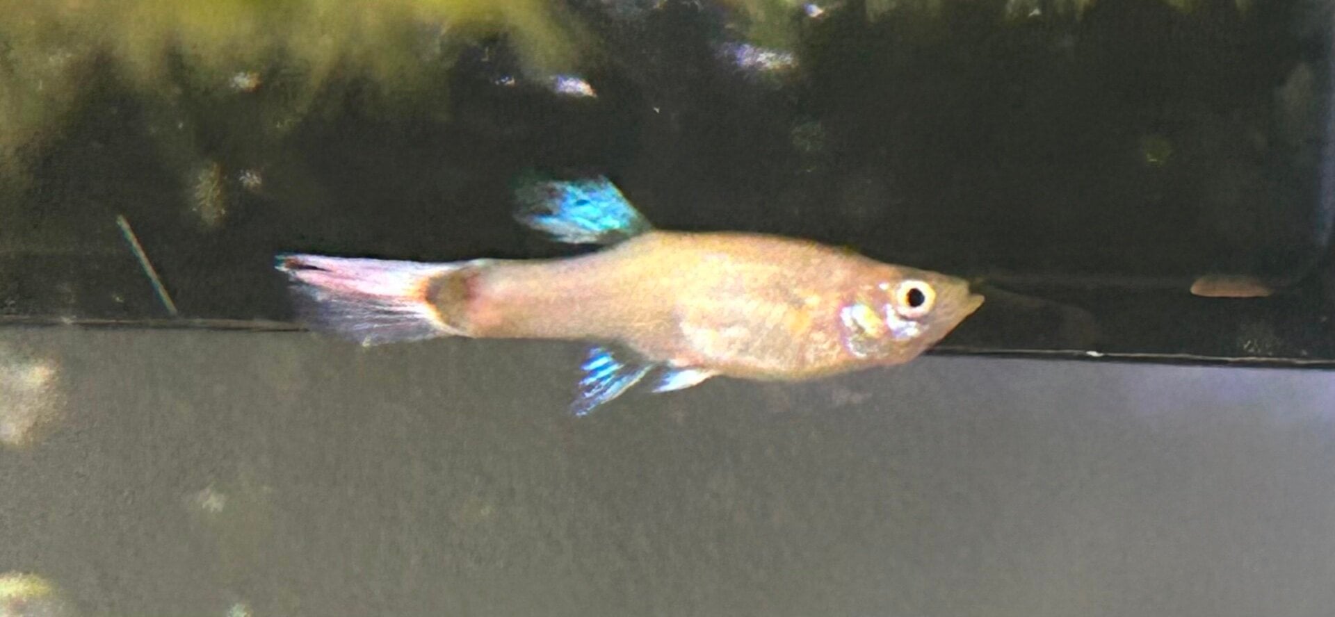 Mysterious Fish Deathes - Diseases - Aquarium Co-Op Forum