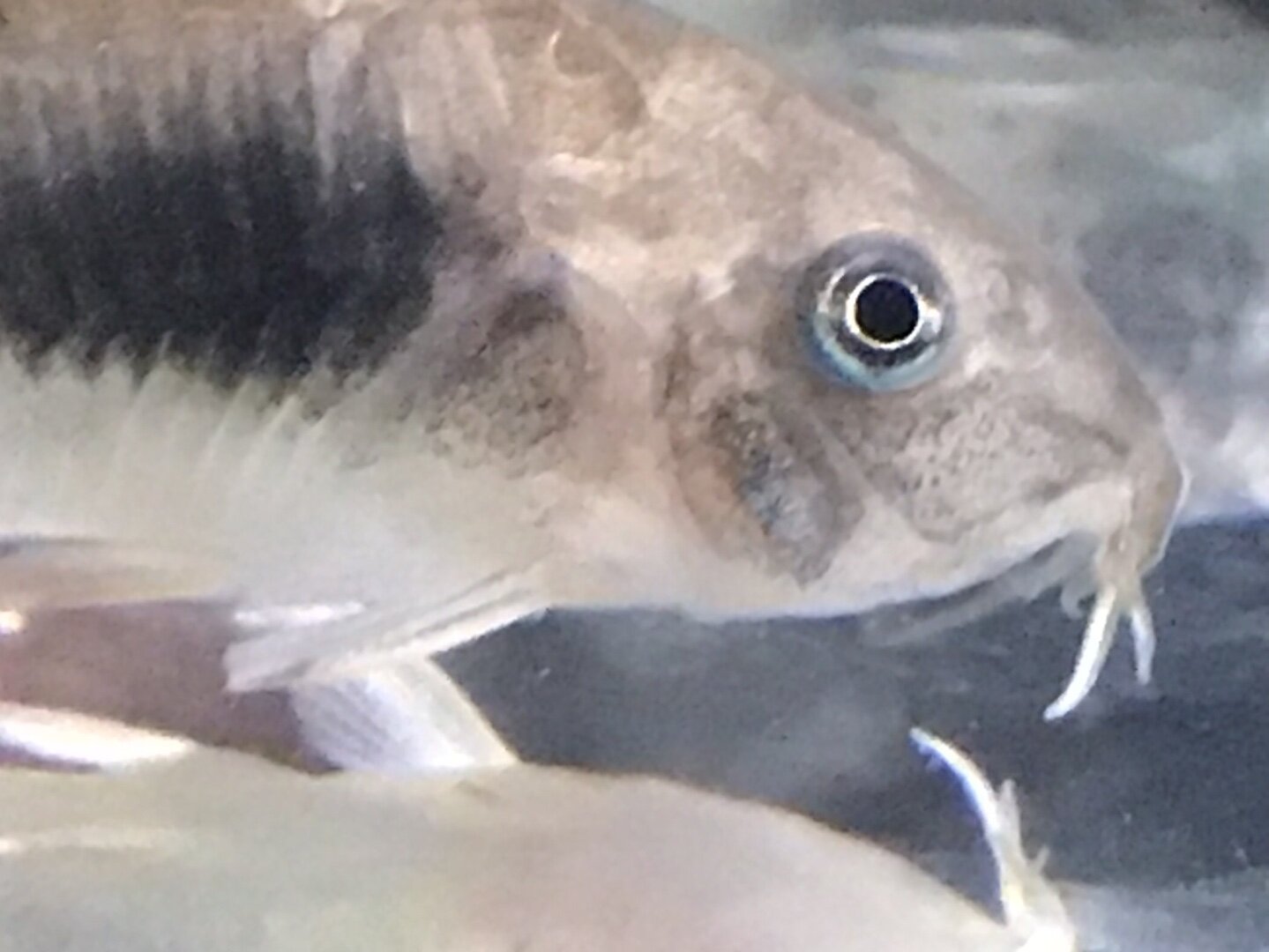 Mystery Illness in Peppered and Bronze Corydoras - Diseases - Aquarium ...