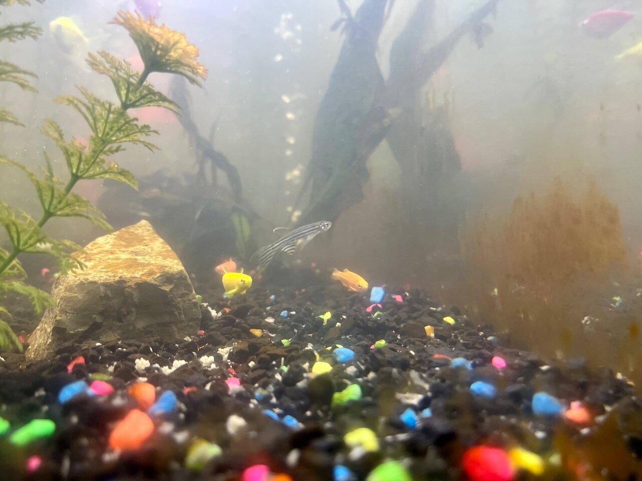 Long Fin Zebra Danio Fell Ill and Died - Diseases - Aquarium Co-Op Forum