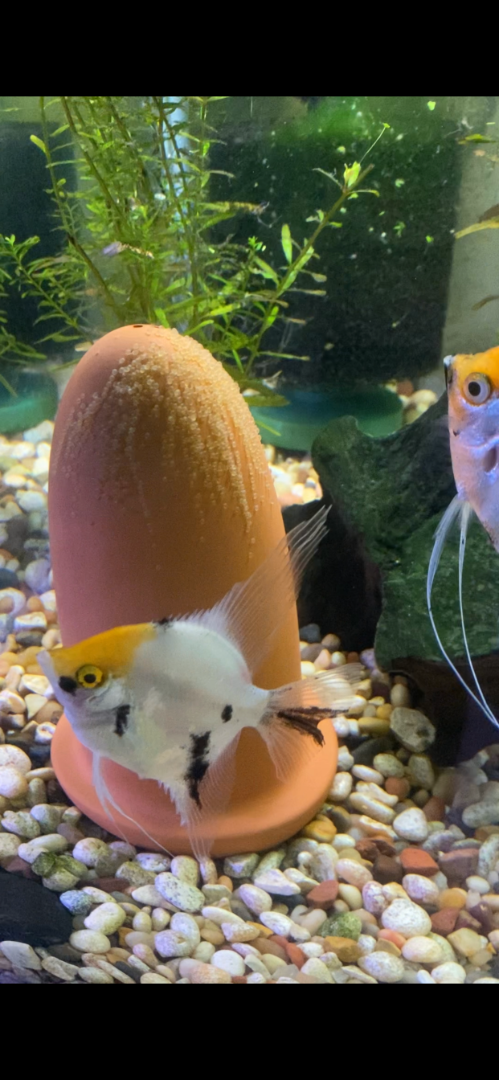 Juvenile Altum angelfish - General Chat - Aquarium Co-Op Forum