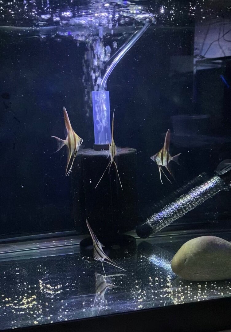 Juvenile Altum angelfish - General Chat - Aquarium Co-Op Forum