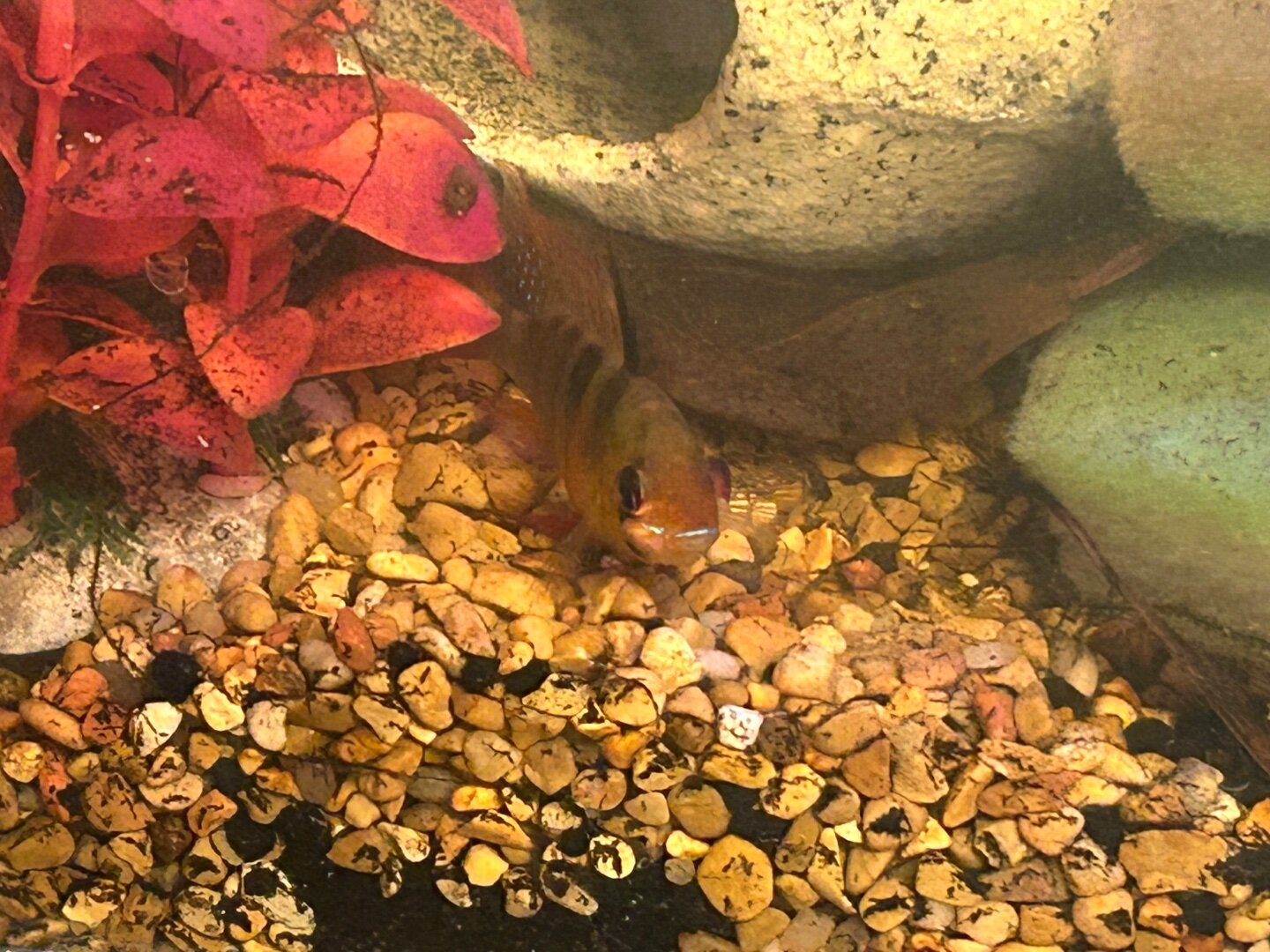 German blue ram with lump on her cheek - Page 2 - Diseases - Aquarium ...