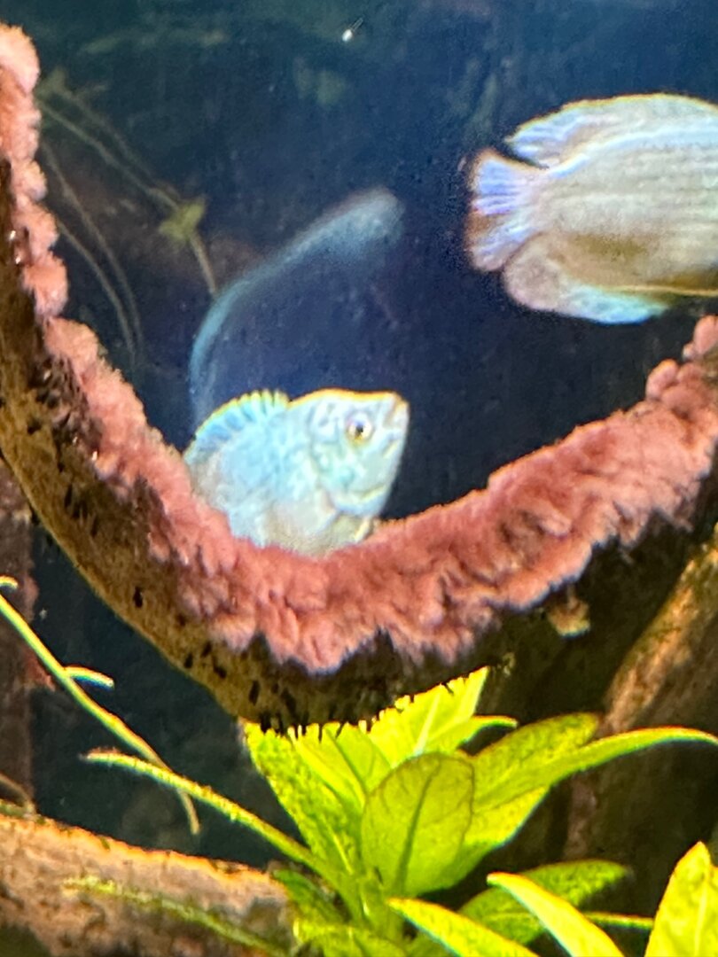 Pink Algae(?) in FW Aquarium - Plants, Algae, and Fertilizers ...