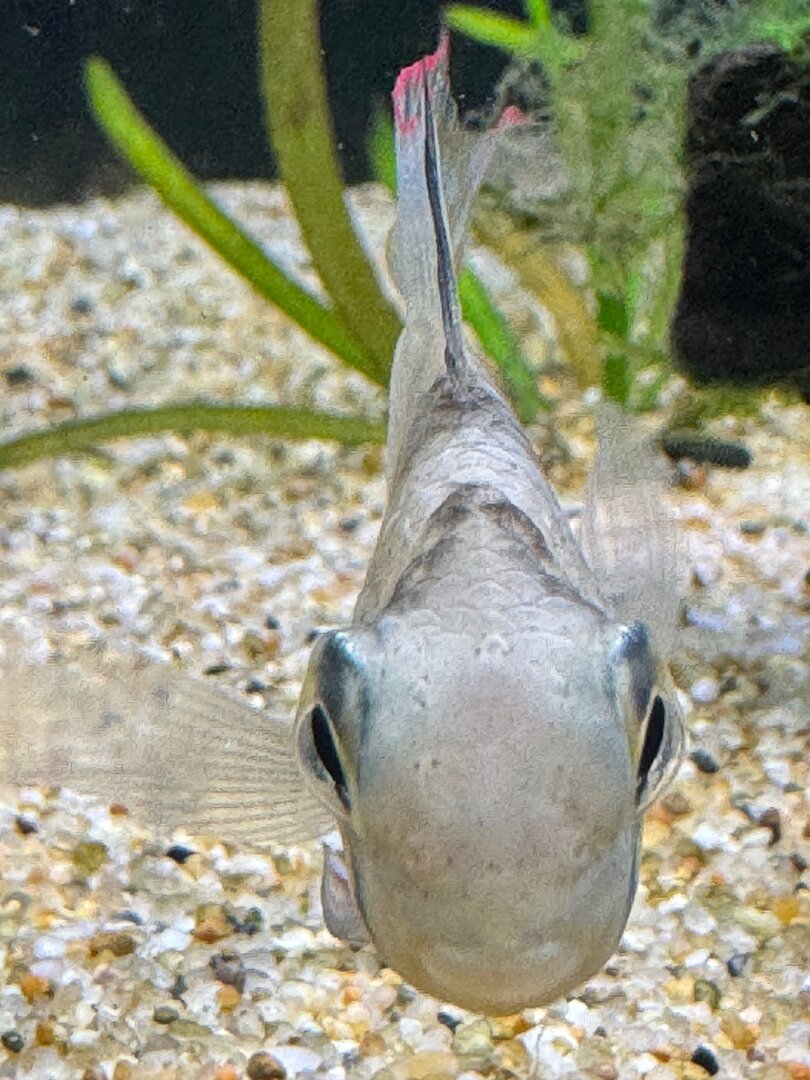 Tiny black spots on Bolivian Ram - Diseases - Aquarium Co-Op Forum