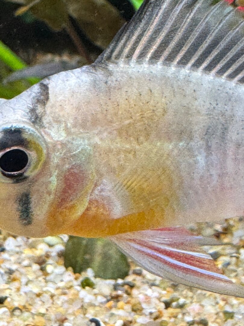 Tiny black spots on Bolivian Ram - Diseases - Aquarium Co-Op Forum