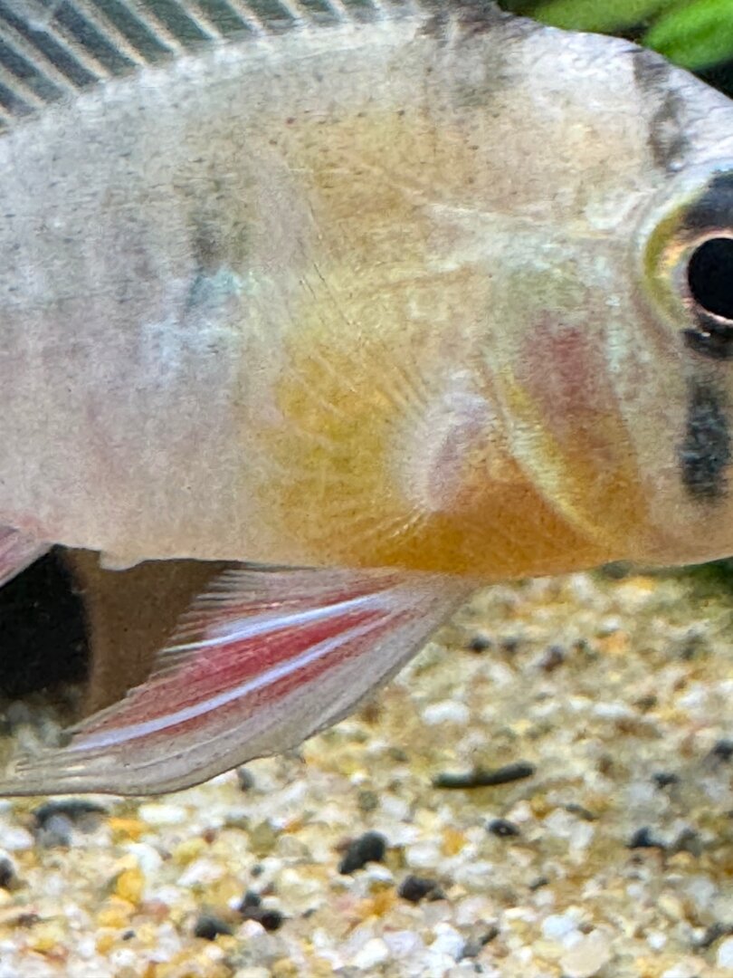 Tiny black spots on Bolivian Ram - Diseases - Aquarium Co-Op Forum