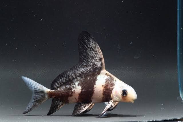 Do anyone know about Chinese Hi-fin Shark? - General Chat - Aquarium Co ...