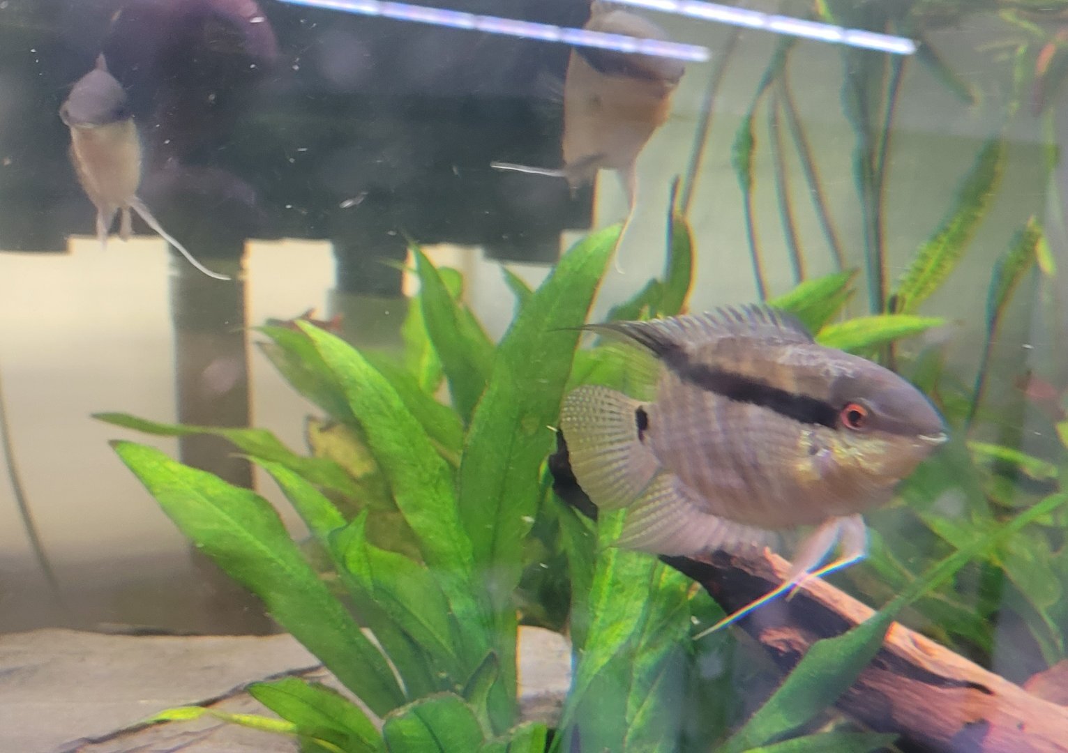 Dwarf Cichlid that doesn't hang around the bottom - General Chat ...