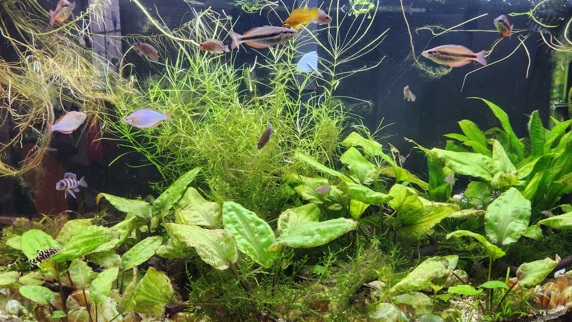 Advice on a restoring a free street aquarium? - General Chat - Aquarium ...