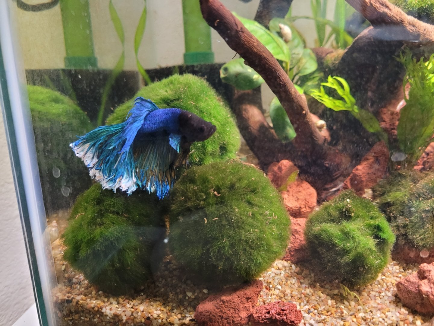Betta Fish - Is this old age? - Diseases - Aquarium Co-Op Forum