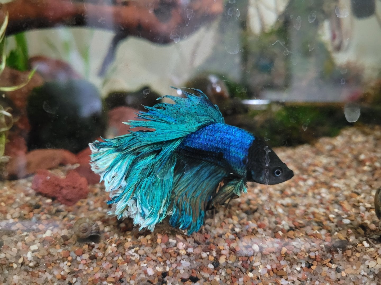 Betta Fish - Is this old age? - Diseases - Aquarium Co-Op Forum