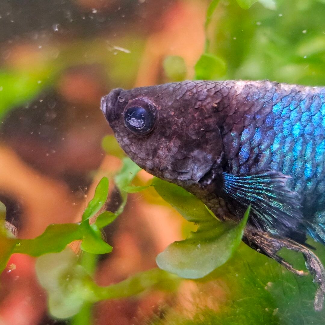 Betta Fish - Is this old age? - Diseases - Aquarium Co-Op Forum