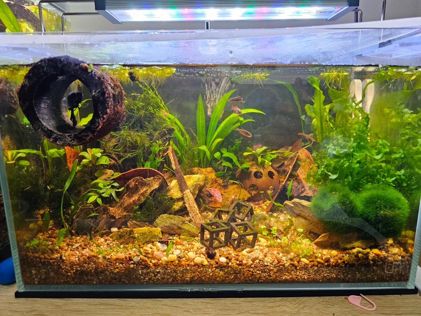 Betta Fish - Is this old age? - Diseases - Aquarium Co-Op Forum