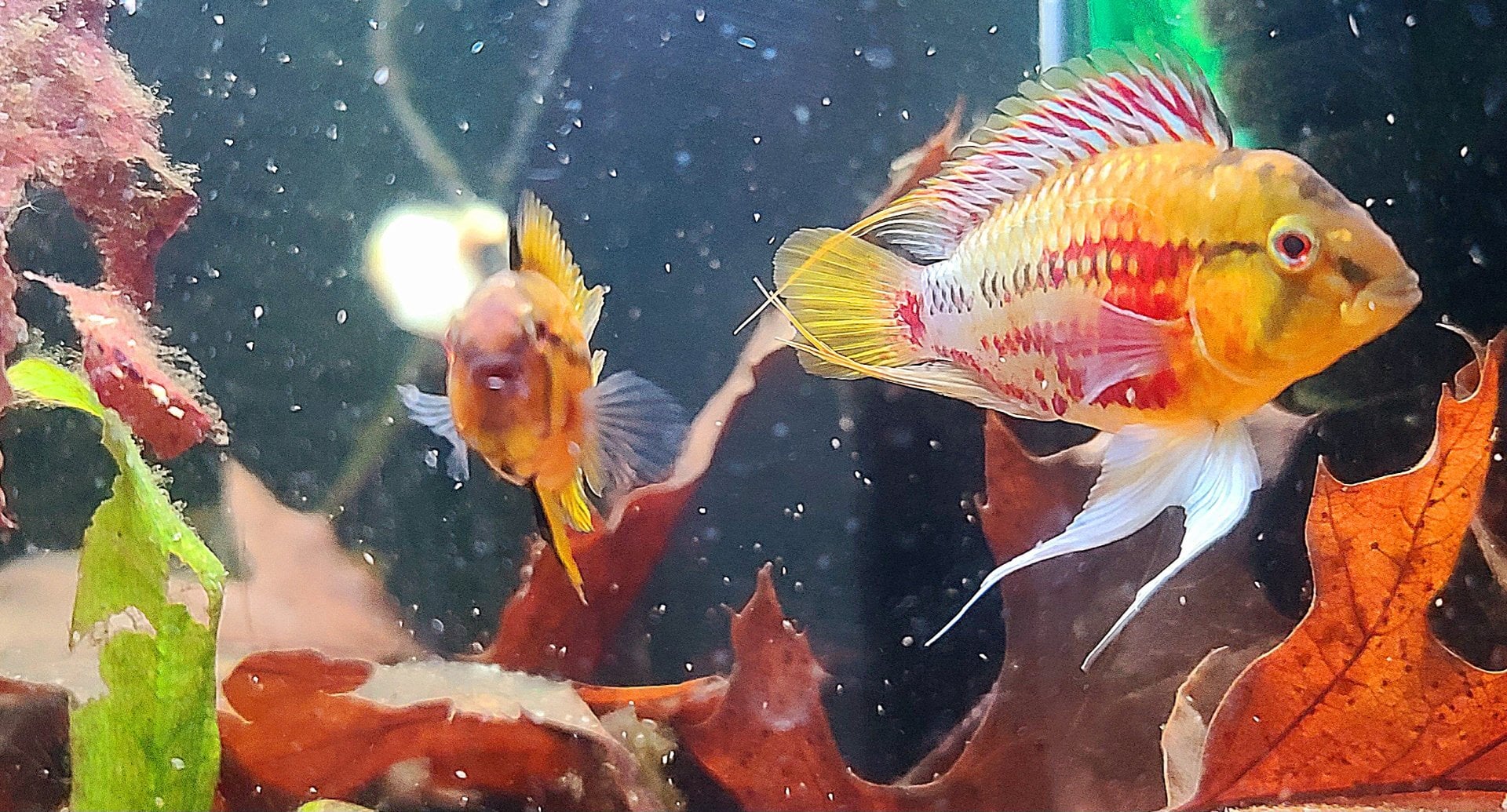 How to get my apistos to spawn where I can see it? - Fish Breeding ...