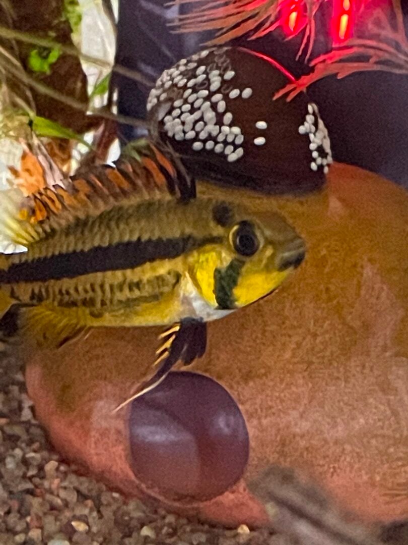 My first Apisto fry 🥰 - Photos, Videos & Journals - Aquarium Co-Op Forum
