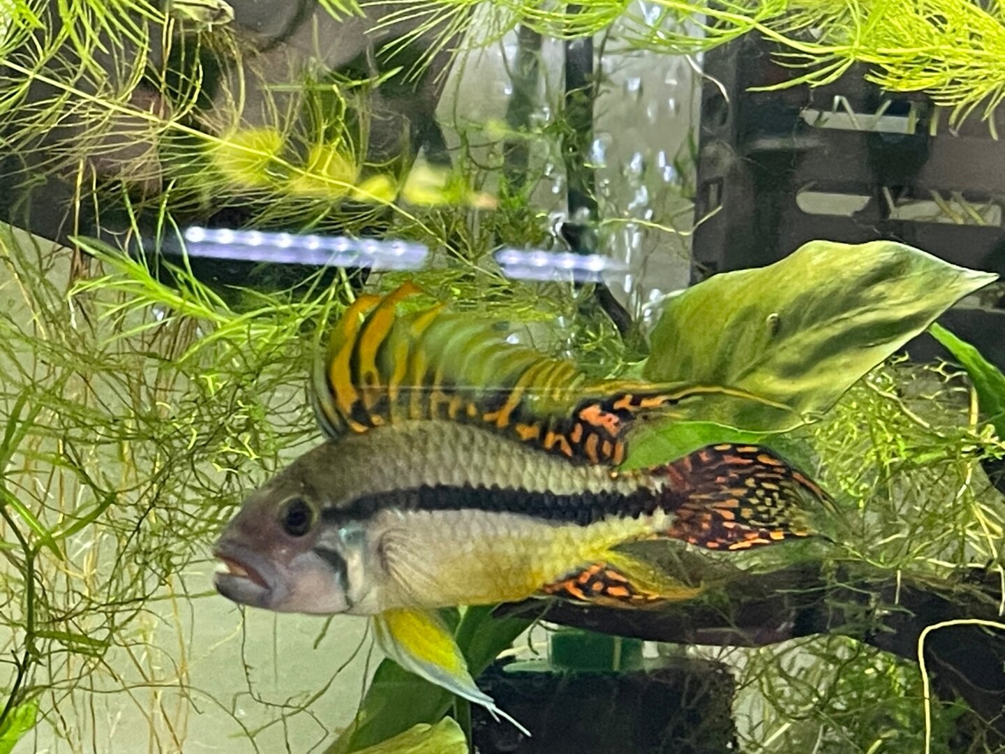 My first Apisto fry 🥰 - Page 5 - Photos, Videos & Journals - Aquarium ...