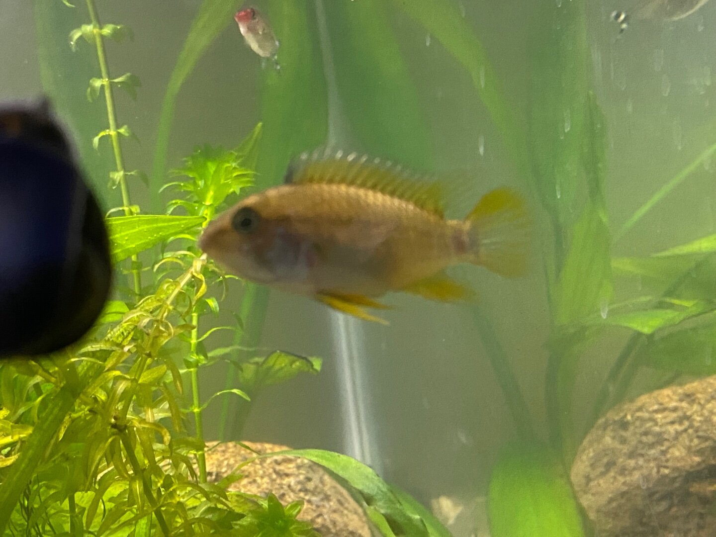 Apisto IDs! - General Chat - Aquarium Co-Op Forum