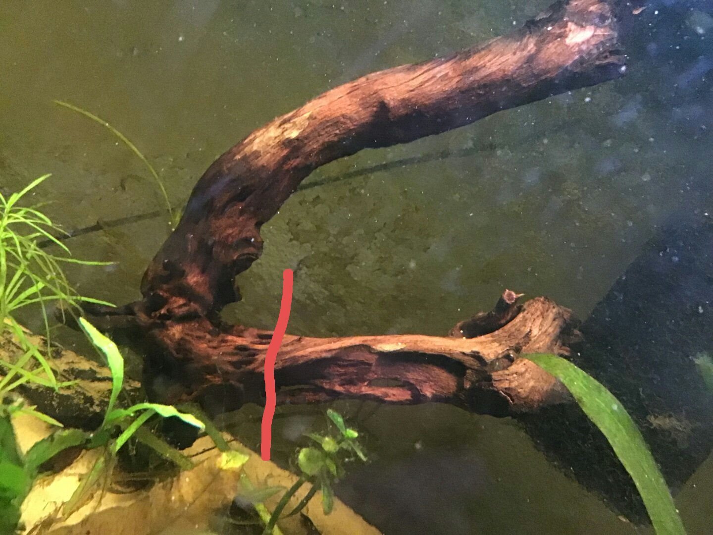 What to do with C-shaped or arch piece of driftwood - General Chat ...
