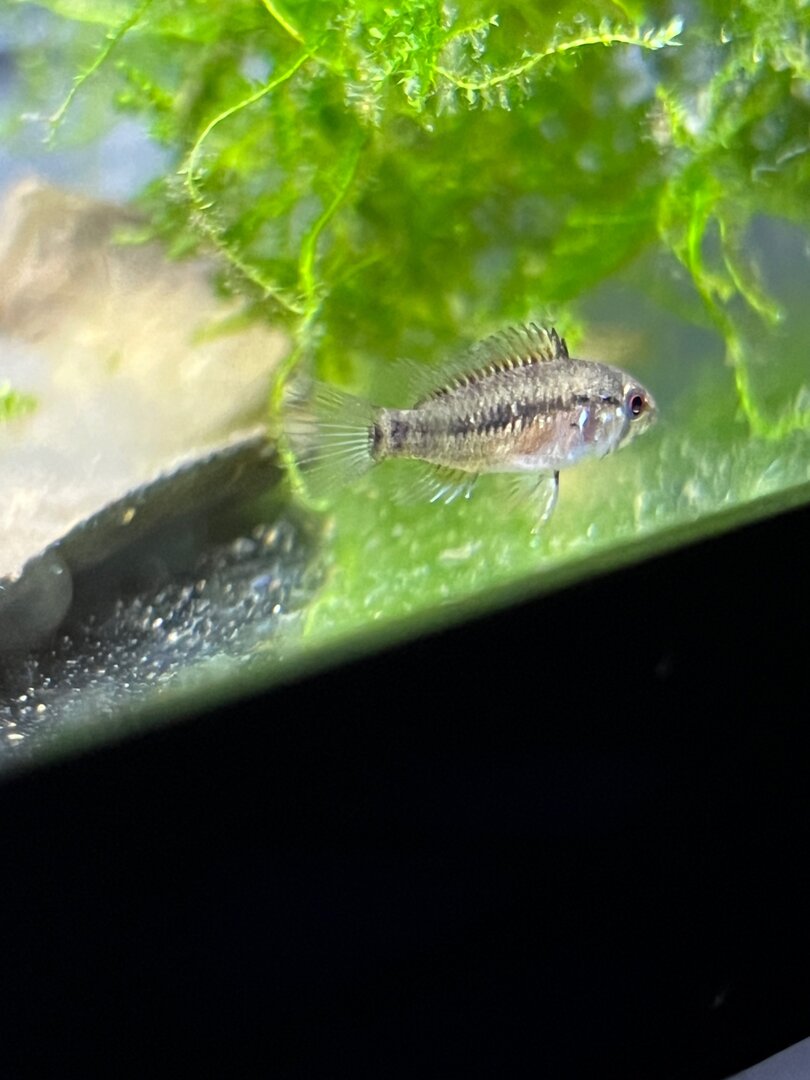 Showing off my breeding pair of apistos - Photos, Videos & Journals ...