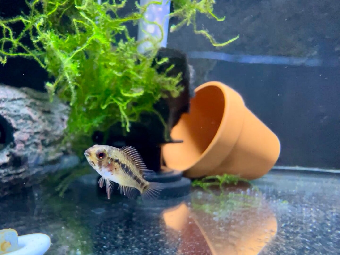 Showing off my breeding pair of apistos - Photos, Videos & Journals ...