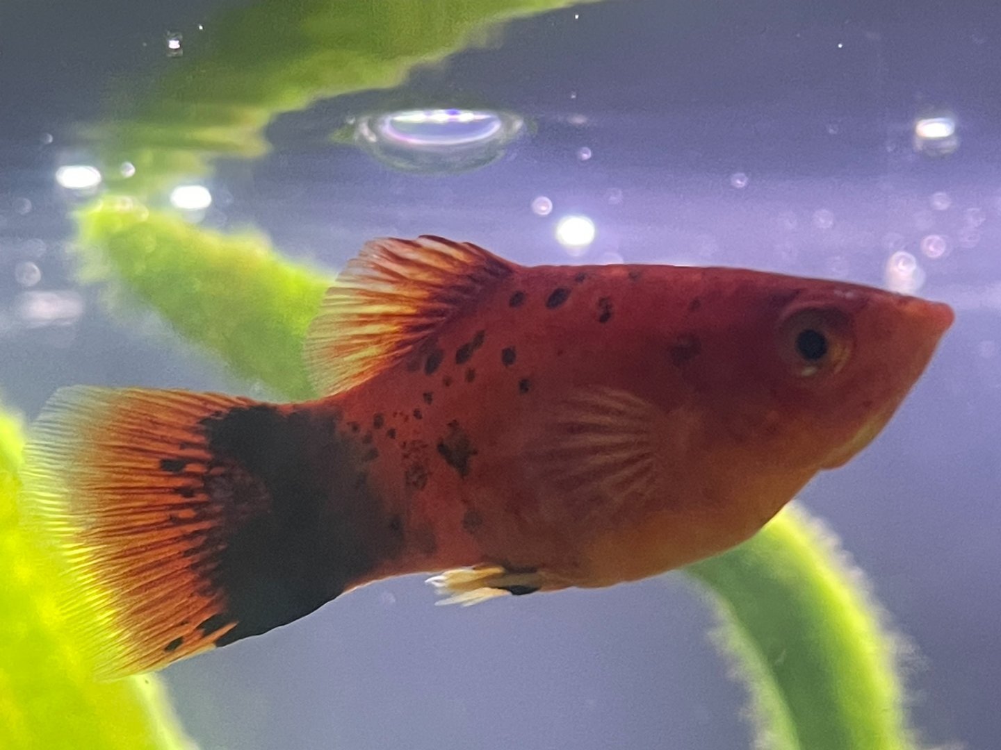 Maracyn Treatment Recommendations - Diseases - Aquarium Co-Op Forum
