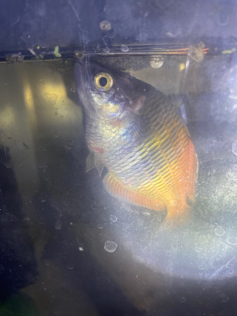 Fish tb - Diseases - Aquarium Co-Op Forum