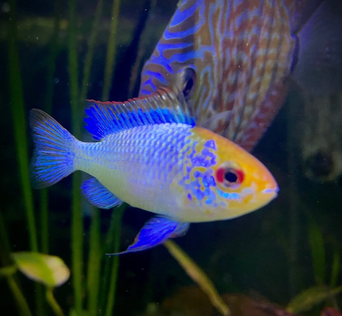 Busy Season… Fish are Calming - Photos, Videos & Journals - Aquarium Co ...