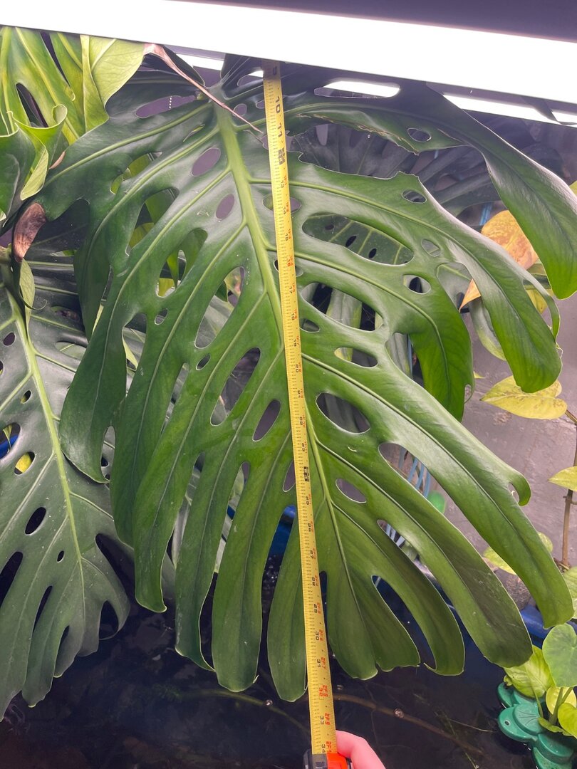 Monstera vs Pothos - Plants, Algae, and Fertilizers - Aquarium Co-Op Forum