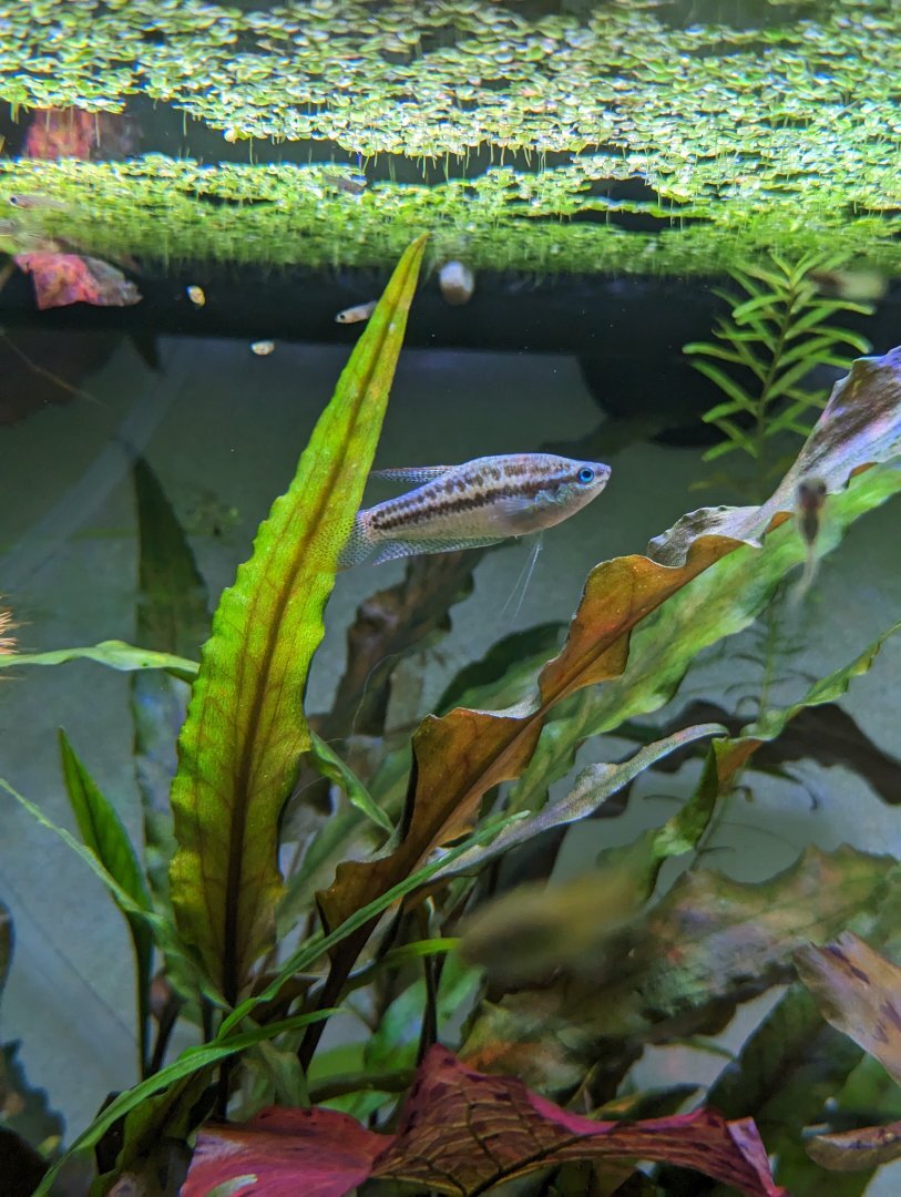 My garage "fish lab" - Page 3 - Photos, Videos & Journals - Aquarium Co ...