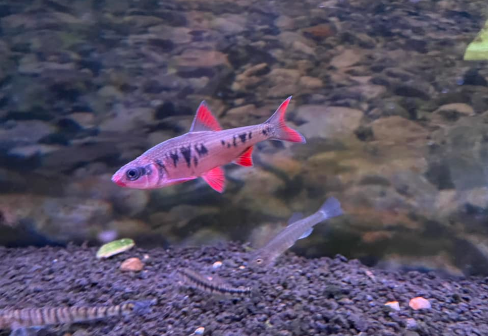 Luxilus cerasinus - Crescent Shiner - Photos, Videos & Journals ...