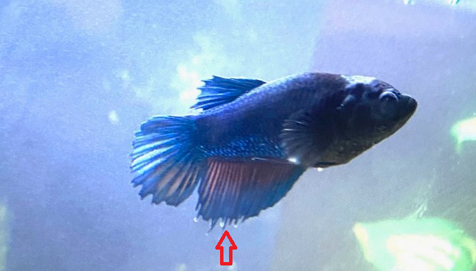 Does my betta have a fungal/bacterial thing going on? - Page 2 ...