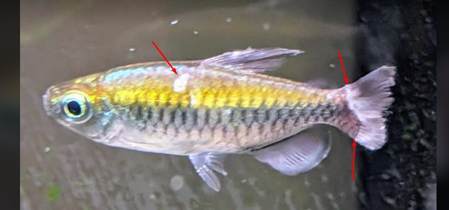 White spots on new fish - Diseases - Aquarium Co-Op Forum