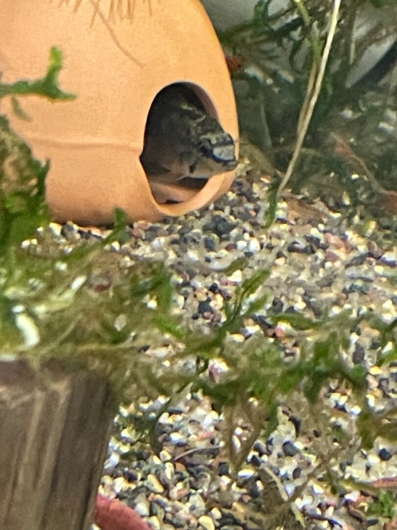 Apisto trifasciata - Photos, Videos & Journals - Aquarium Co-Op Forum