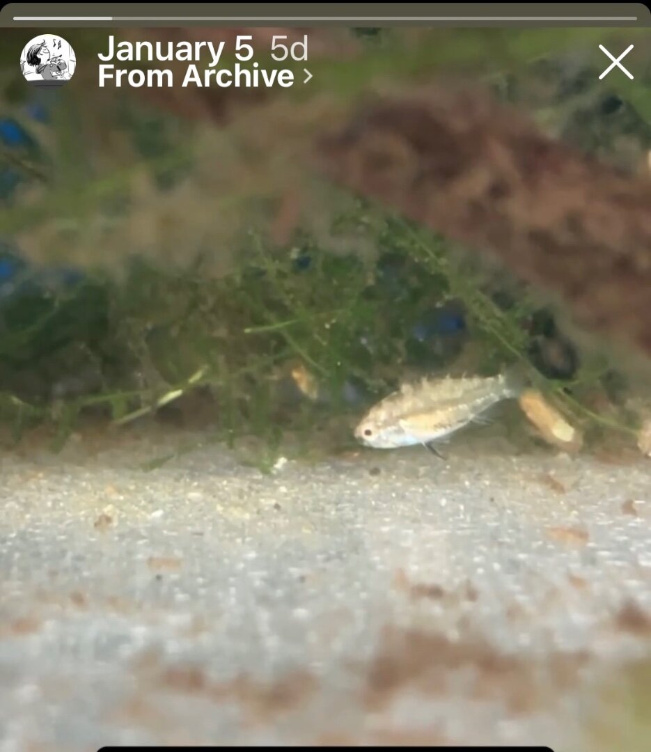 Ok to add Juvenile apisto in parent tank? - Fish Breeding - Aquarium Co ...