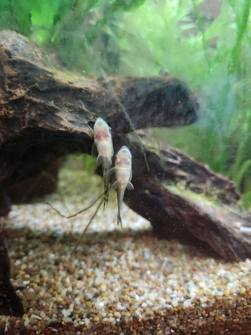 New Otos! - General Chat - Aquarium Co-Op Forum