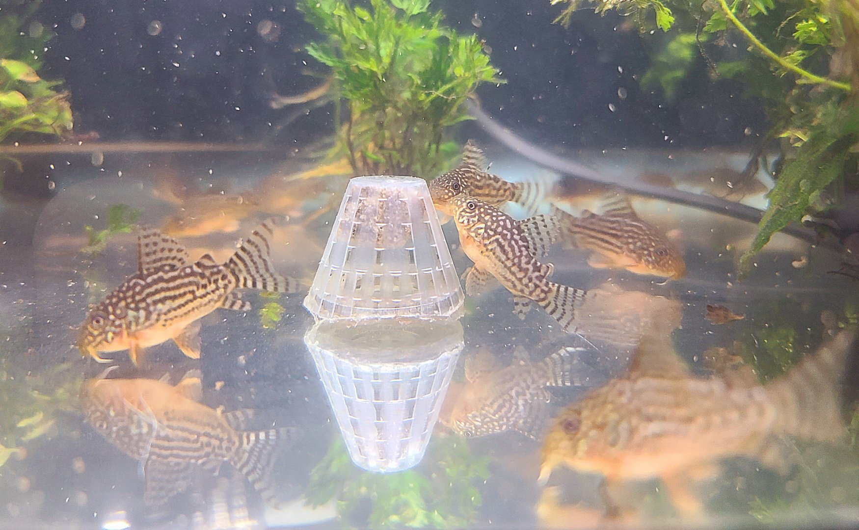 Building Dean's "Fry System" - Fish Breeding - Aquarium Co-Op Forum