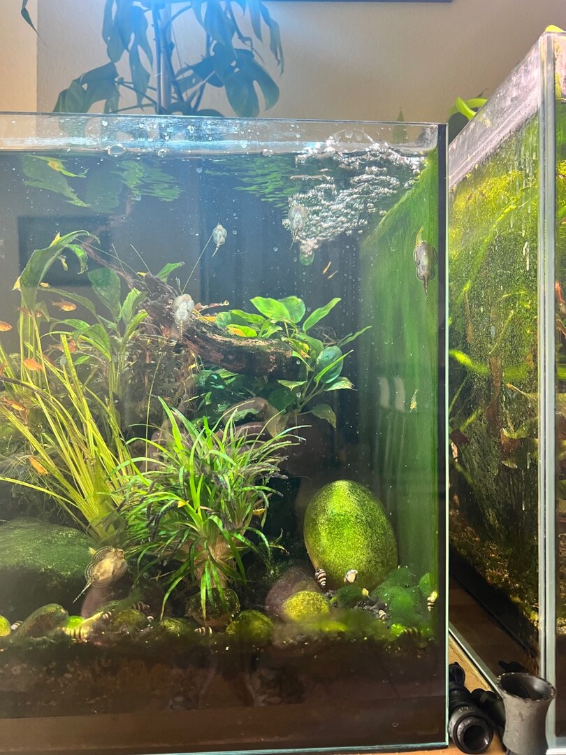 Easy Flow Fits Waterbox Cube AIO - Photos, Videos & Journals - Aquarium ...