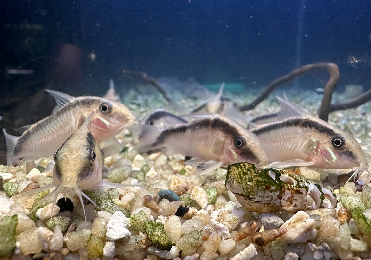 New Fish for the Week 1/8-1/14 - Washington - Aquarium Co-Op Forum