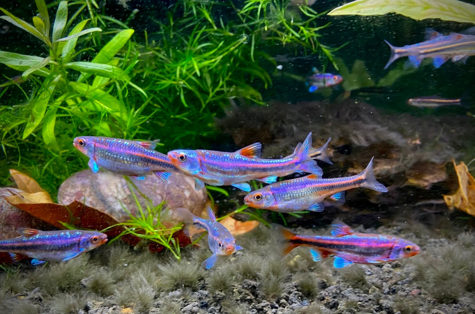 Fish Breeding Methods - Fish Breeding - Aquarium Co-Op Forum